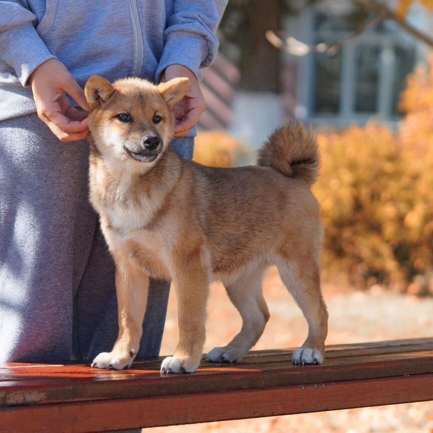 Сиба малыш из питомника