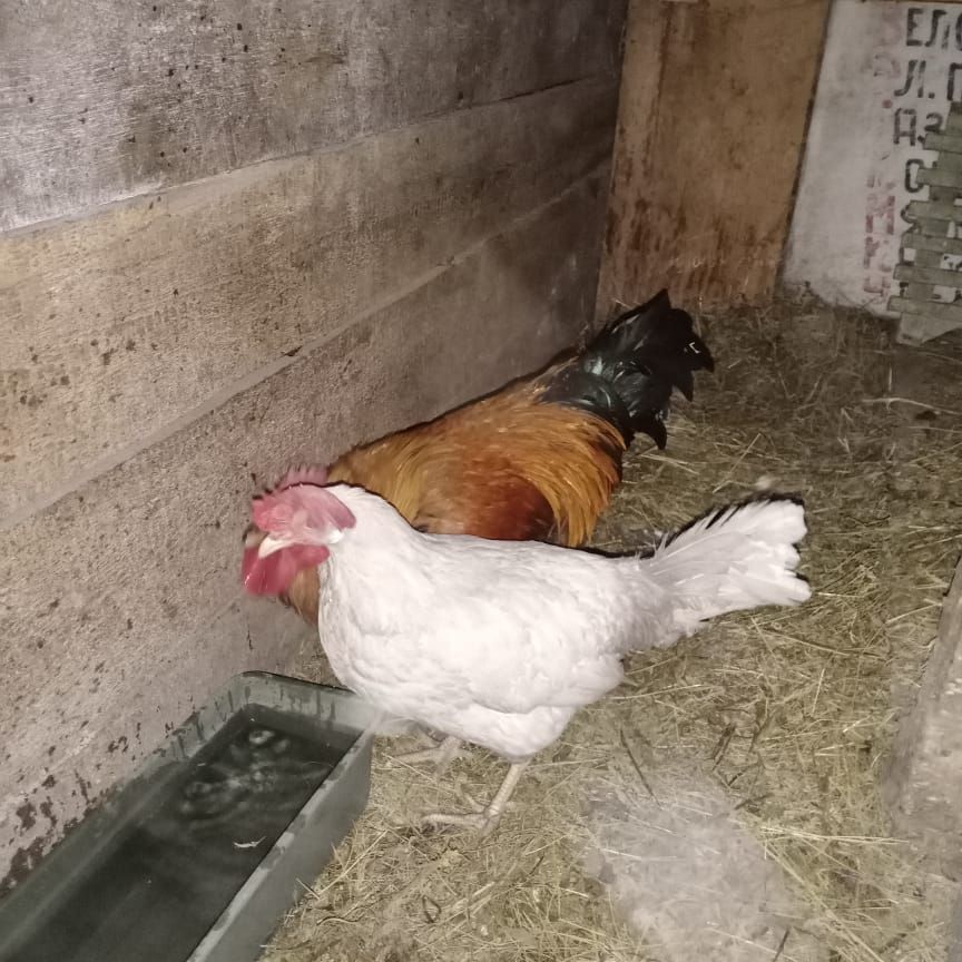 Петух и курица