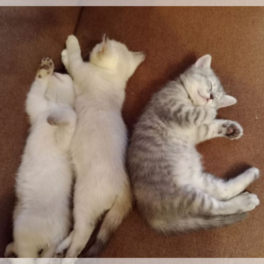 Шотландский вислоухий короткошёрстный котёнок