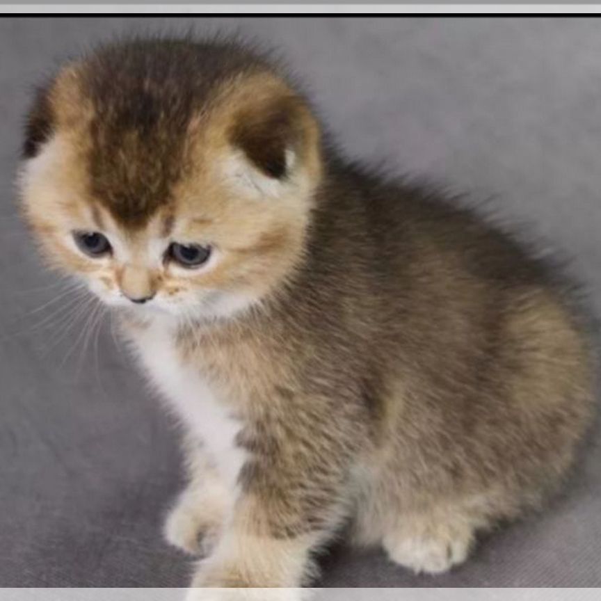 Шотландский вислоухий короткошёрстный котёнок