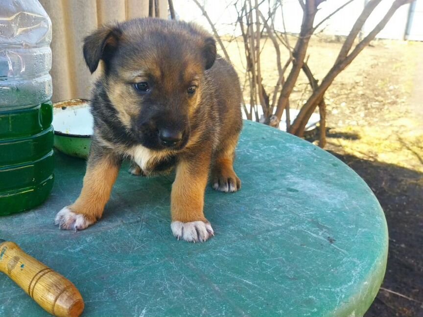 Собака в добрые руки отдам бесплатно