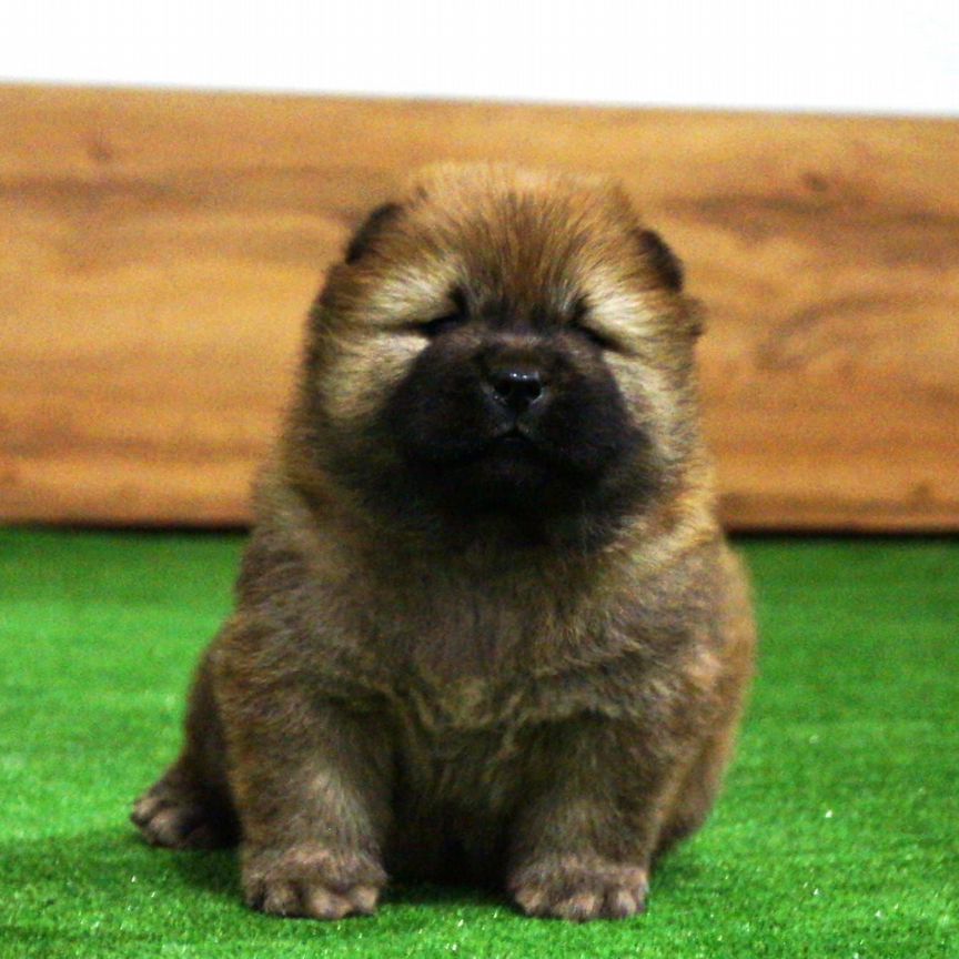 Щенки чау-чау