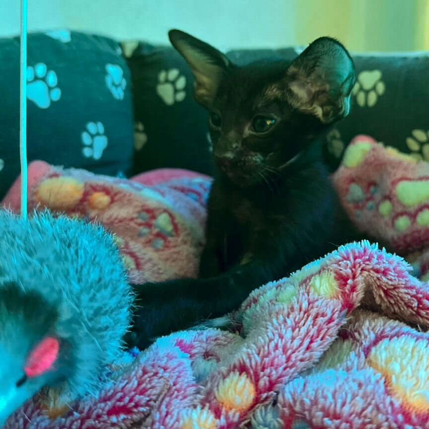 Ориентальные котята