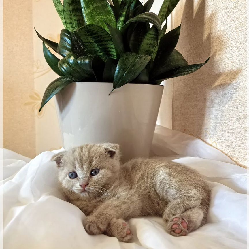 Шотландский вислоухий короткошёрстный котёнок