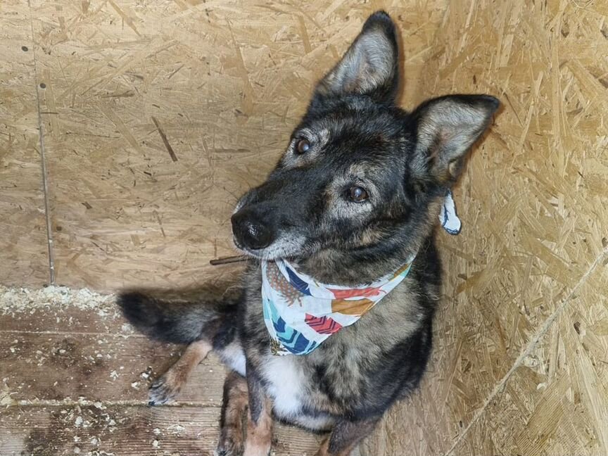 Бездомный блюз