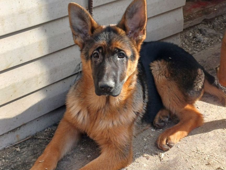 Немецкая овчарка