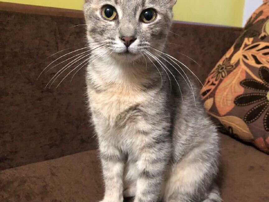 Котенок девочка