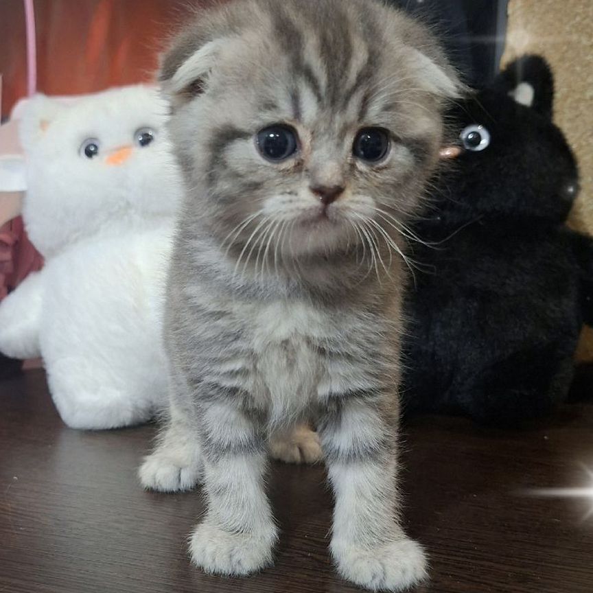 Шотландский вислоухий короткошёрстный котёнок