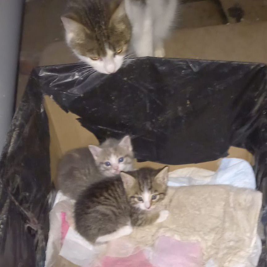 Котята 1мес