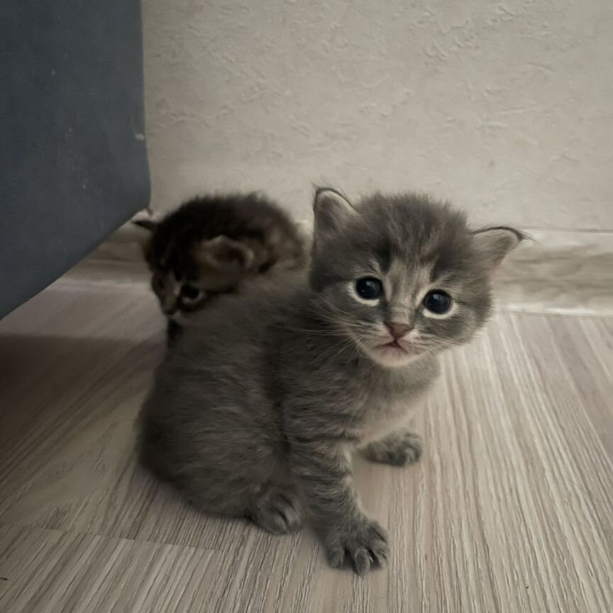 Сибирская кошечка