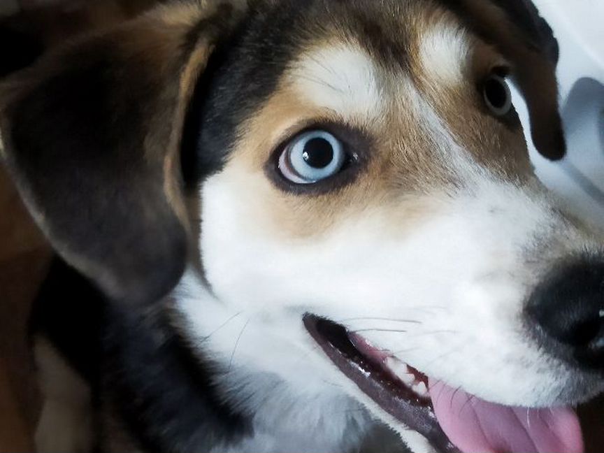 Собака в добрые руки