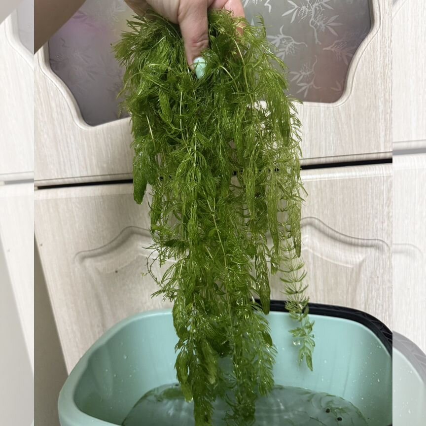 Аквариумные растения