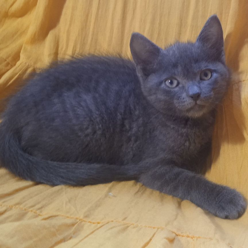 Очаровательный мальчуган