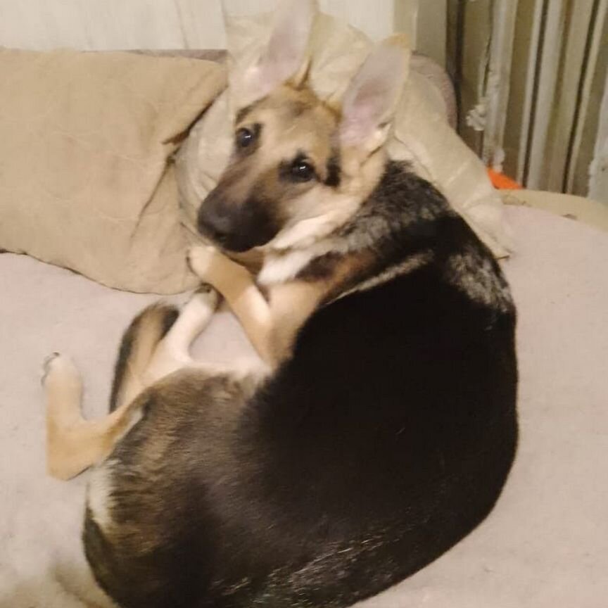 Щенок немецкой овчарки девочка