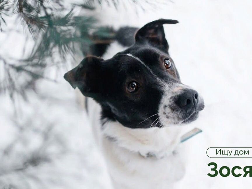 Собака Зося в добрые руки отдам бесплатно