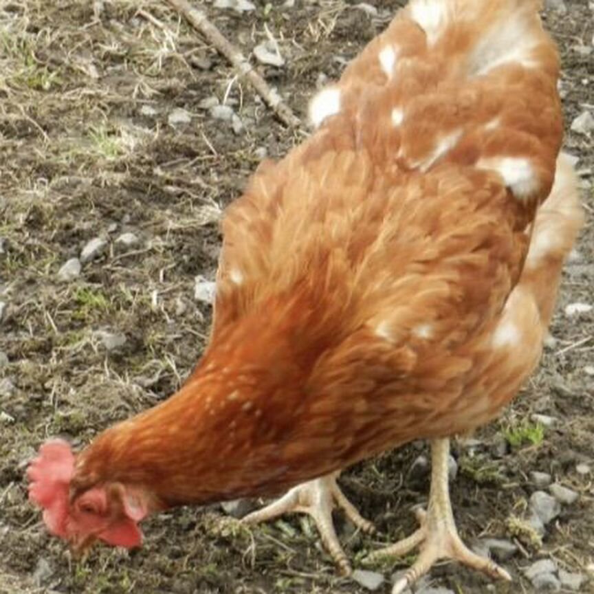 Куры несушки Ломан браун