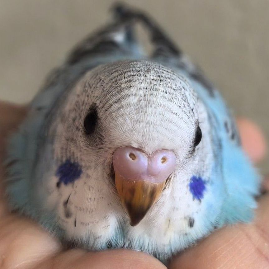 Волнистый попугай ручной птенчик