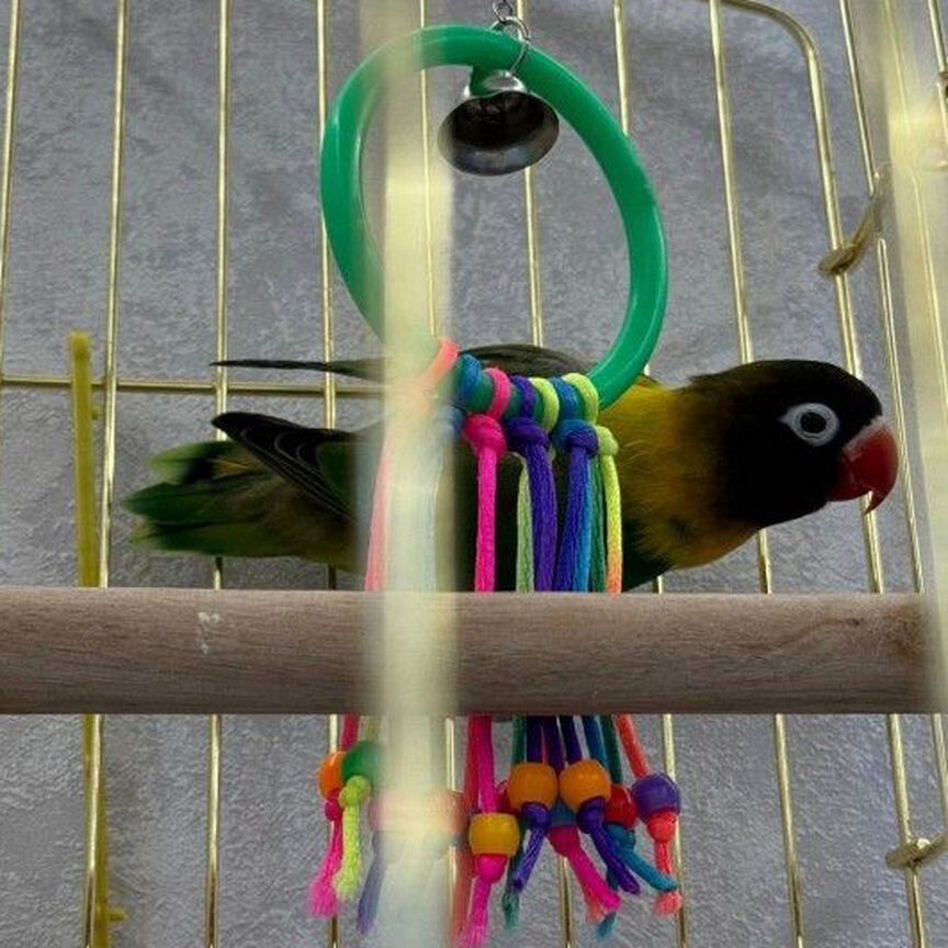 Попугай неразлучник с клеткой