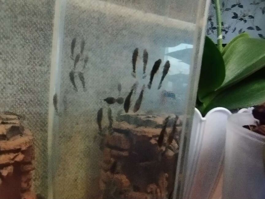 Аквариумные рыбки сомики анцистры