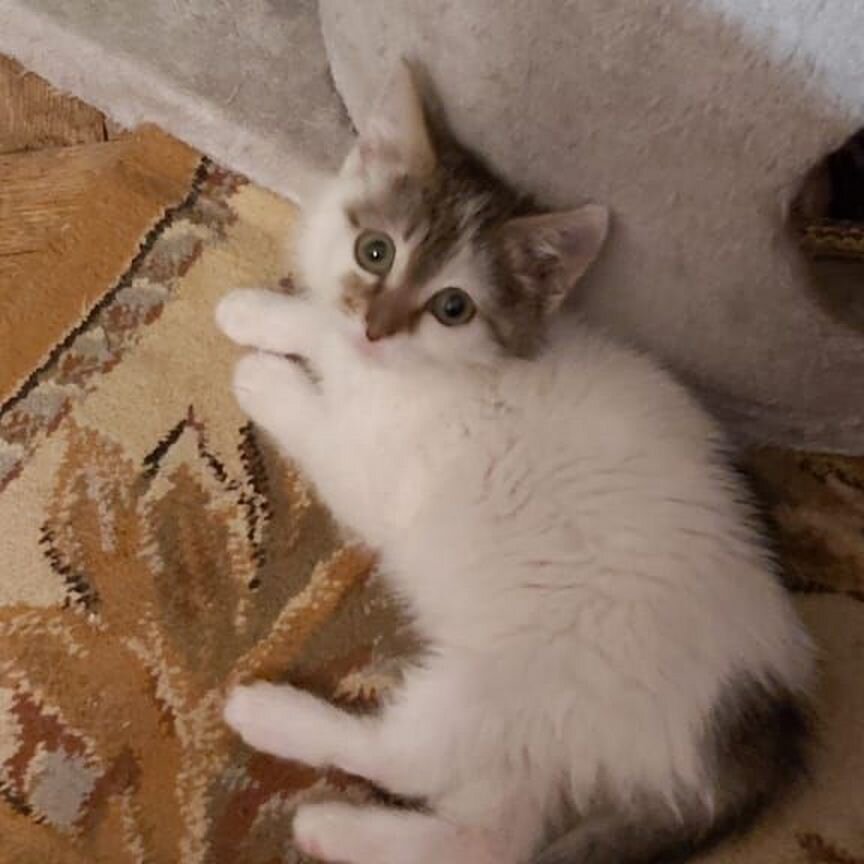 Котенок в надежные руки