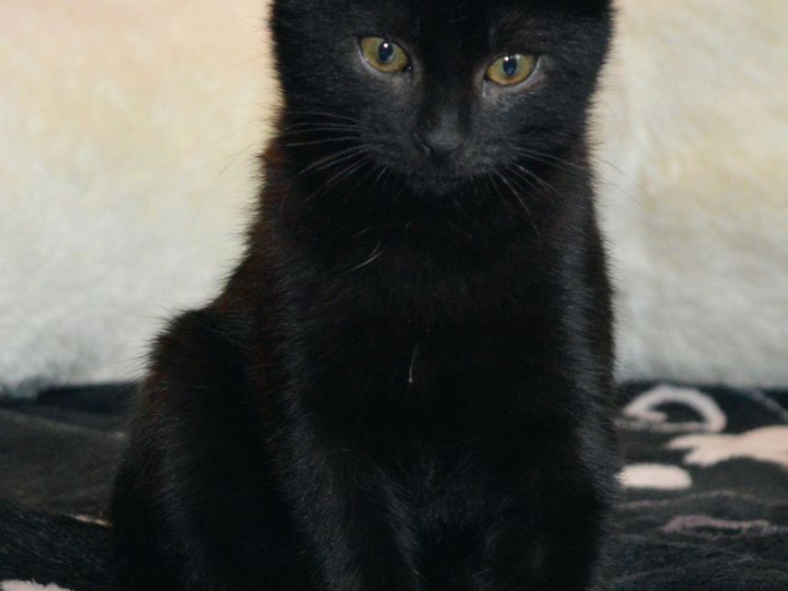 Котёнок в ответственные руки