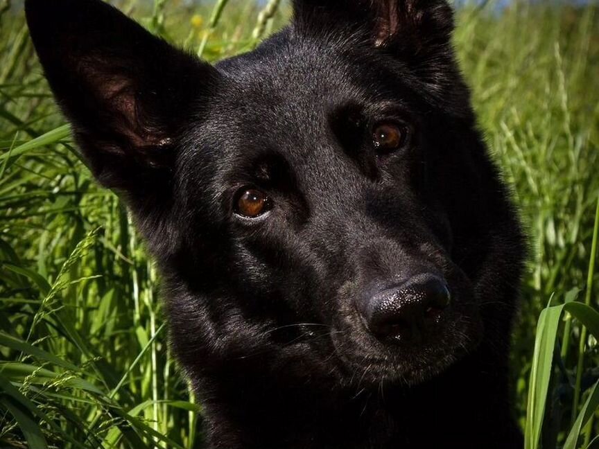 Потрясающая девочка в поиске семьи