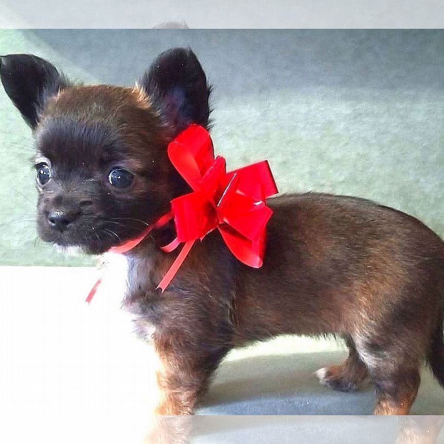 Щенок от частного владельца