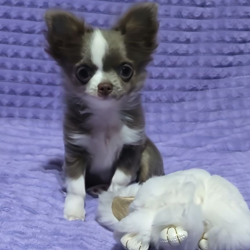 Чихуахуа, щенок