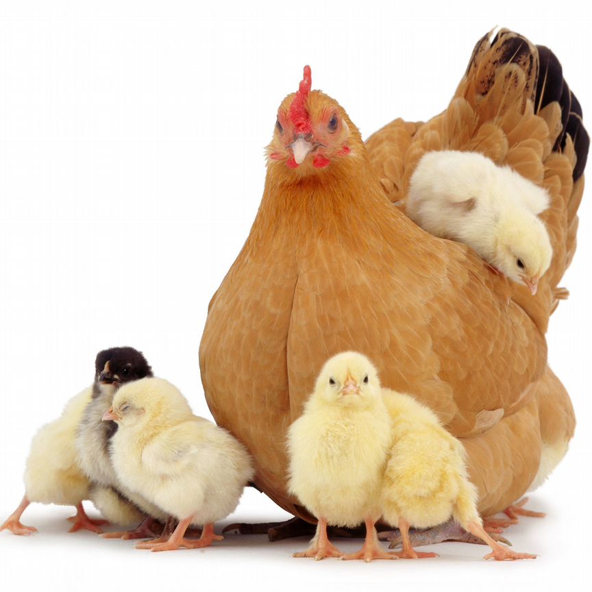 Цыплята Мастер Грей, Редбро, Супер Харко