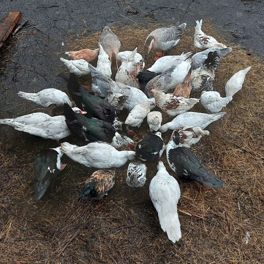 Продам утки кур гусь