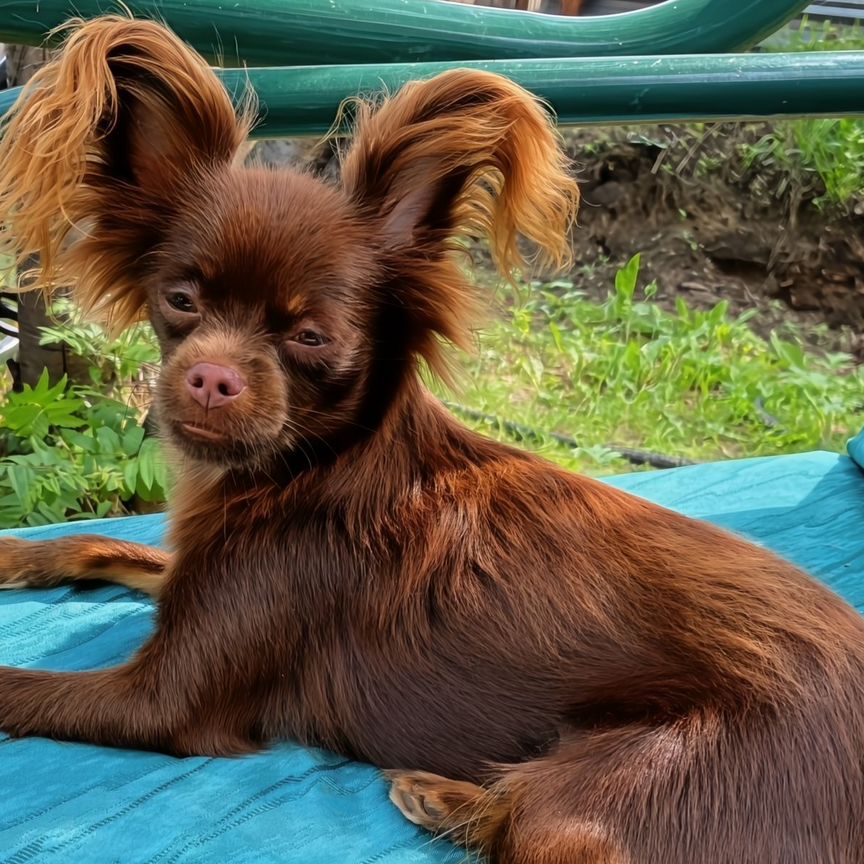 Русский той-терьер, щенок