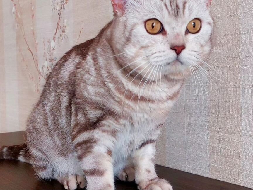 Хозяева выкинули кота, ищем новый дом