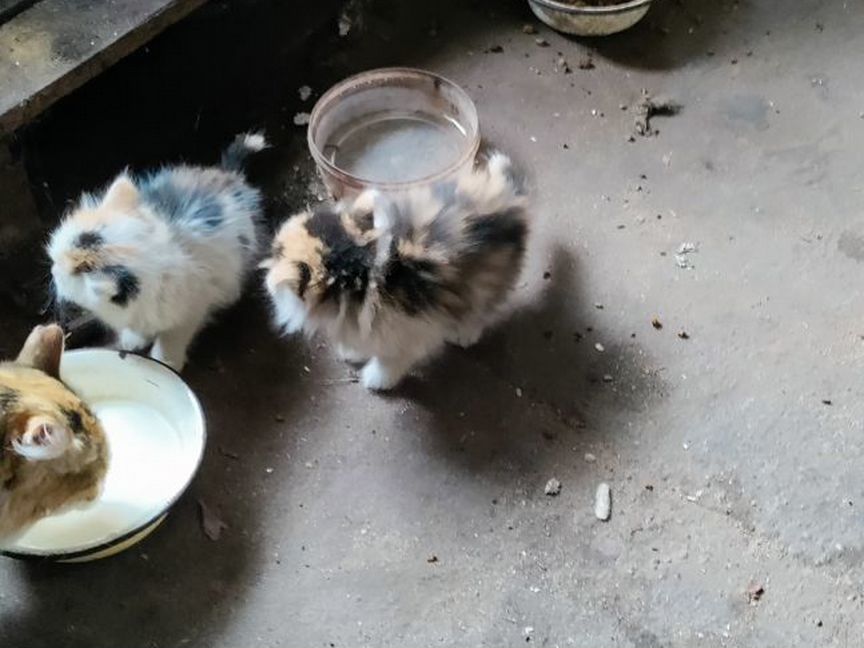 Кошаки