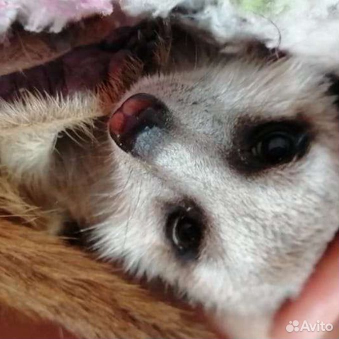 Сурикат сурикаты