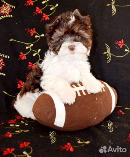 Биро-йорк кобель Велюр