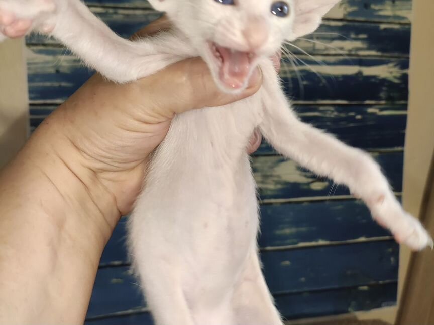 Ориентальные экстрим и в современном типе