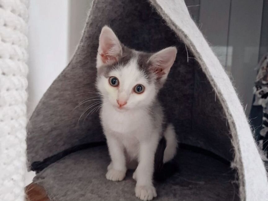 Котенок