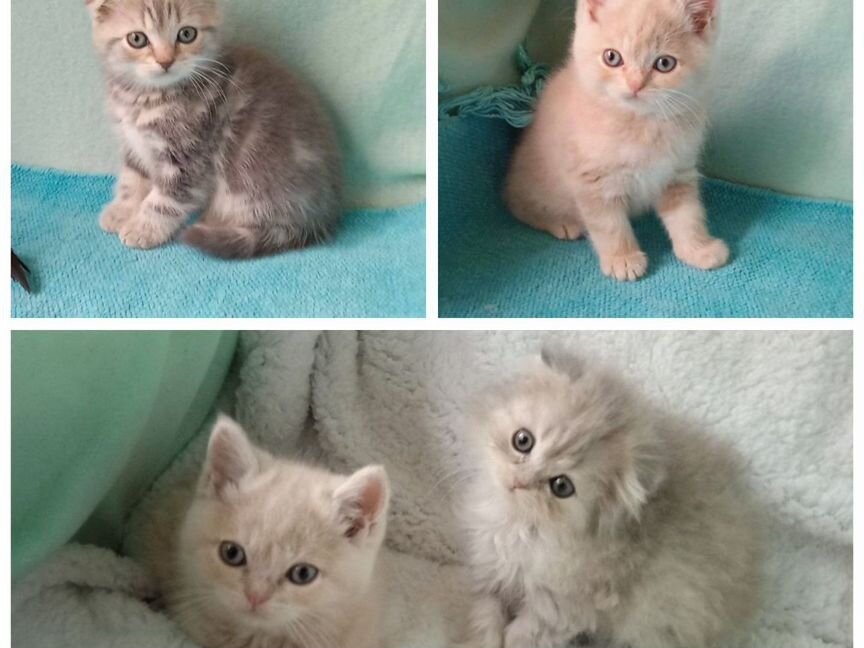 Шотландские вислоухие котята