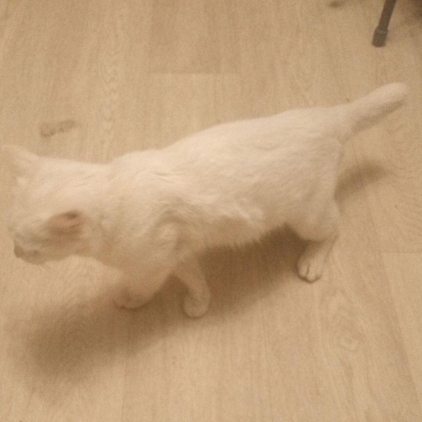 Взрослая кошка в добрые руки