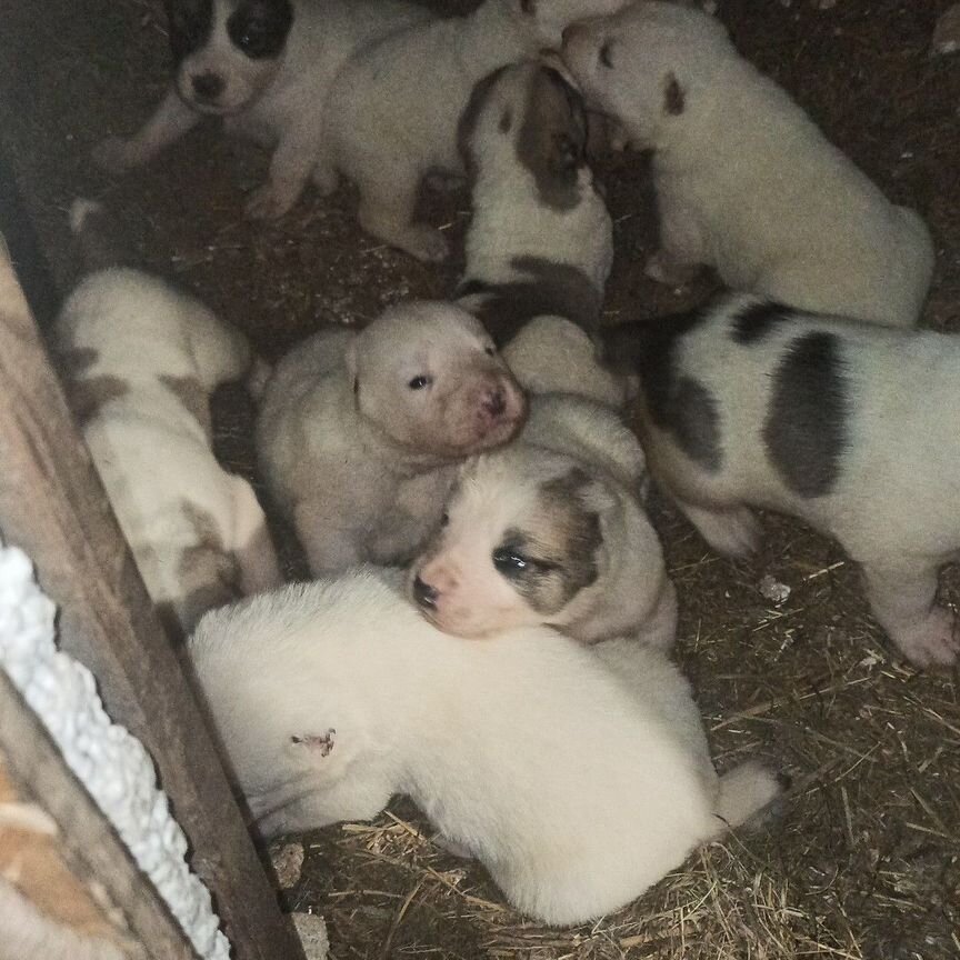 Среднеазиатская овчарка, щенок