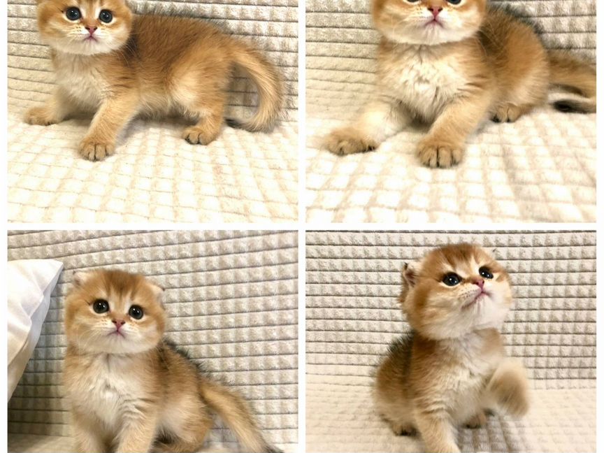 Шотландские вислоухие котята шиншилла