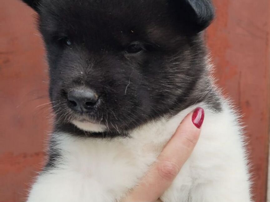 Американская акита