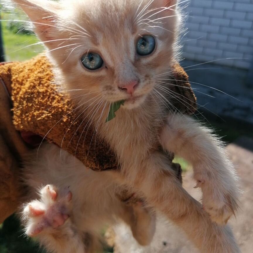 Котята бесплатно