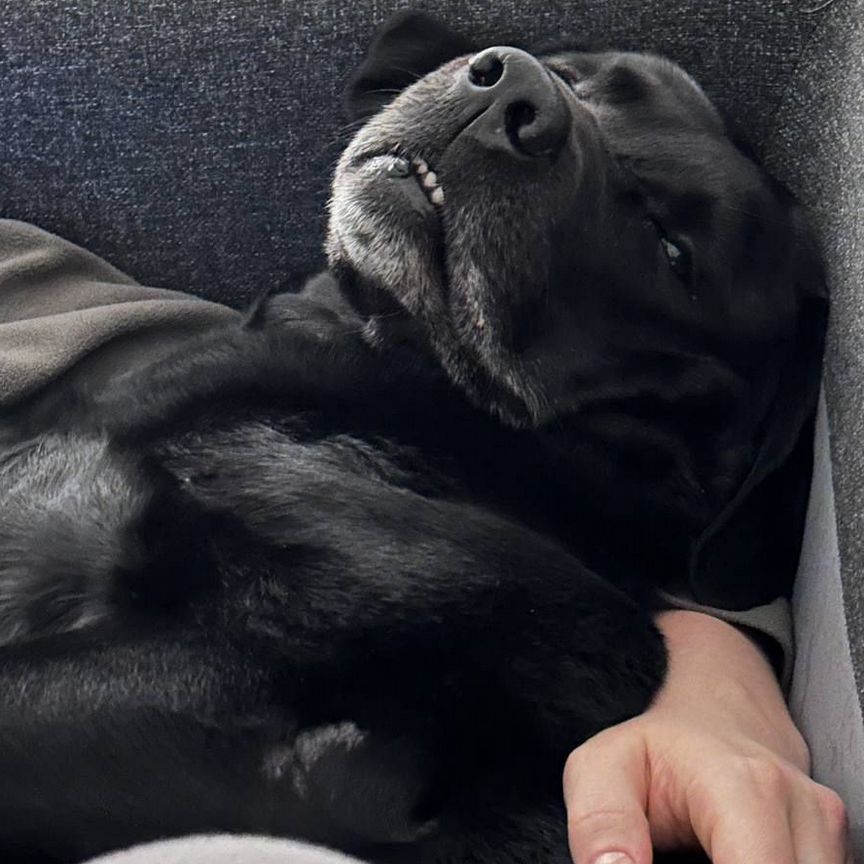 Лабрадор-ретривер, щенок