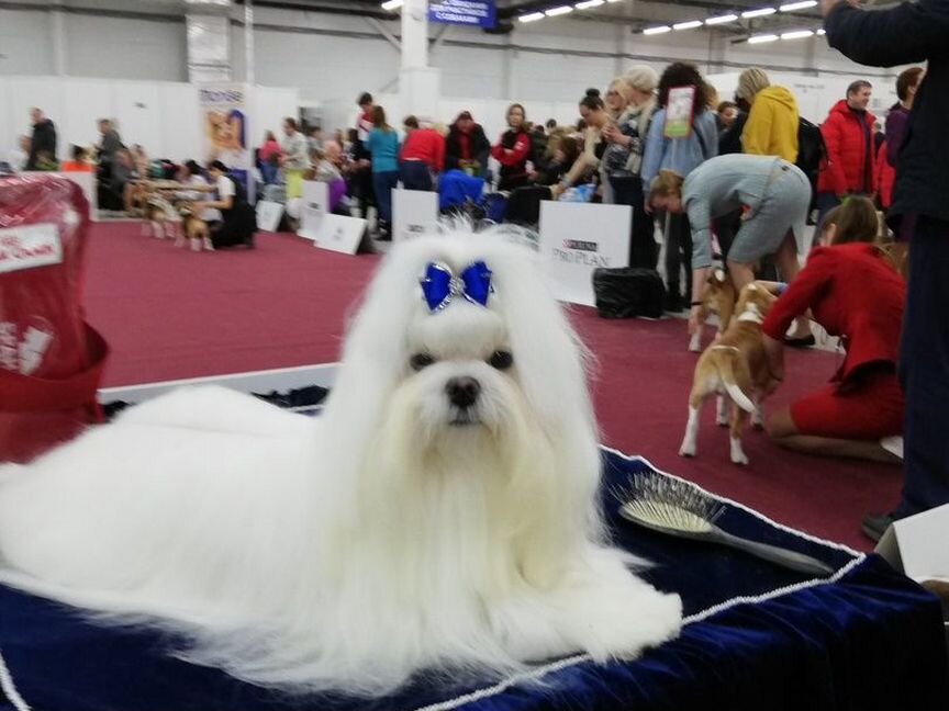 Мальтезе мини девочка