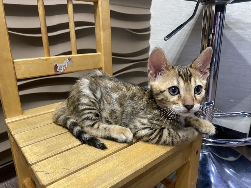 Бенгальские котята