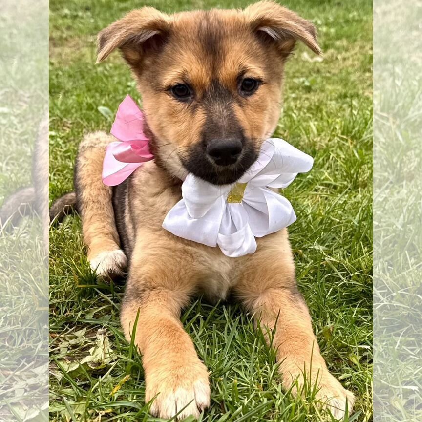 Щенок в добрые руки