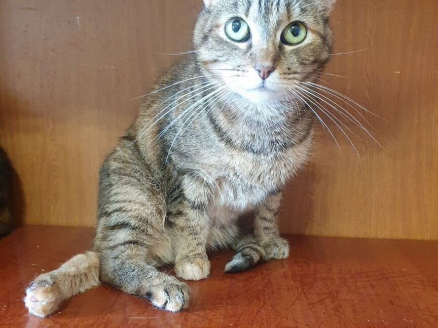 Кошка выпала из окна