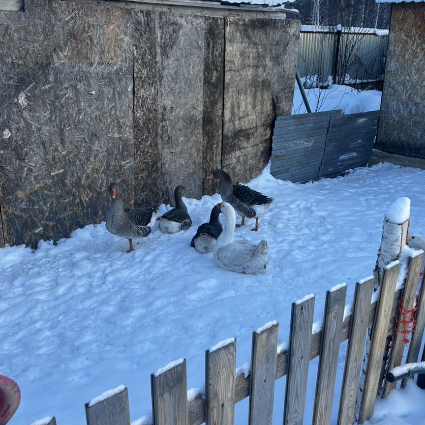 Гусята серые