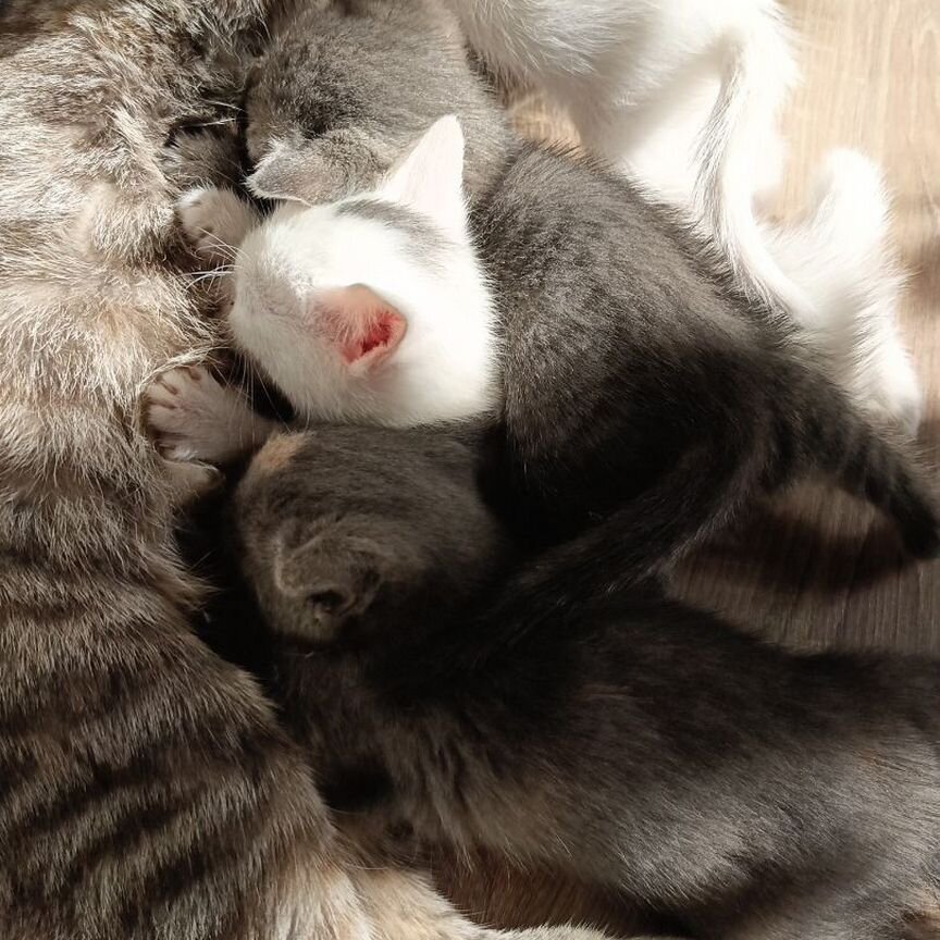 Котята в добрые руки